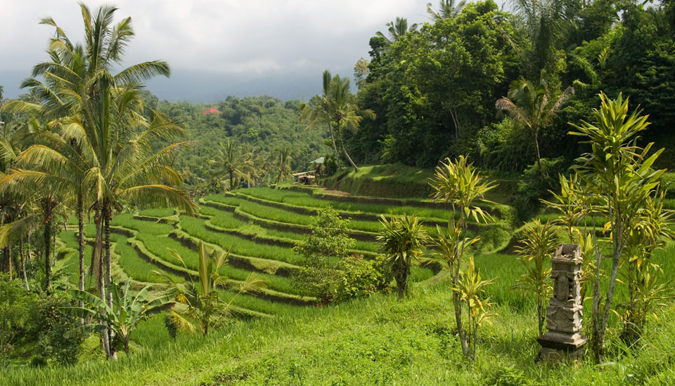 The Organic Farm Bali